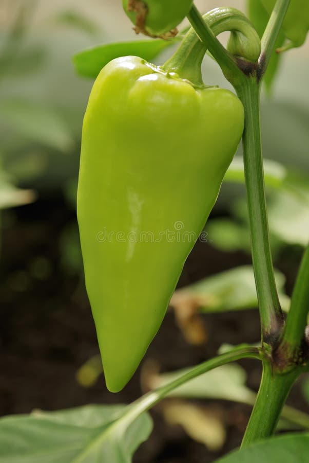 Single Green Sweet Pepper in Greenhouse Stock Photo - Image of mature ...