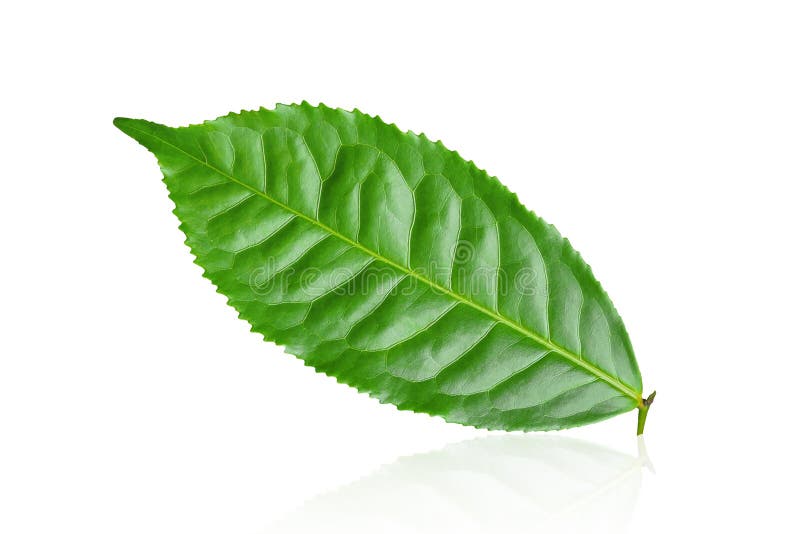 Single Old Green Tea Leaf Isolated on White Stock Photo - Image of ...
