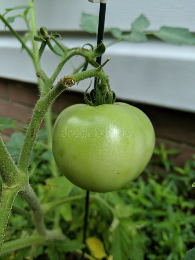 Single Tomato stock image. Image of cuisine, vegetable - 1051841