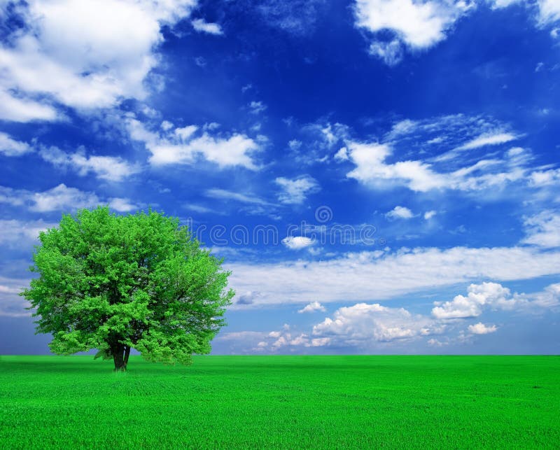 Single green tree stock image. Image of warm, tree, nature - 9775429