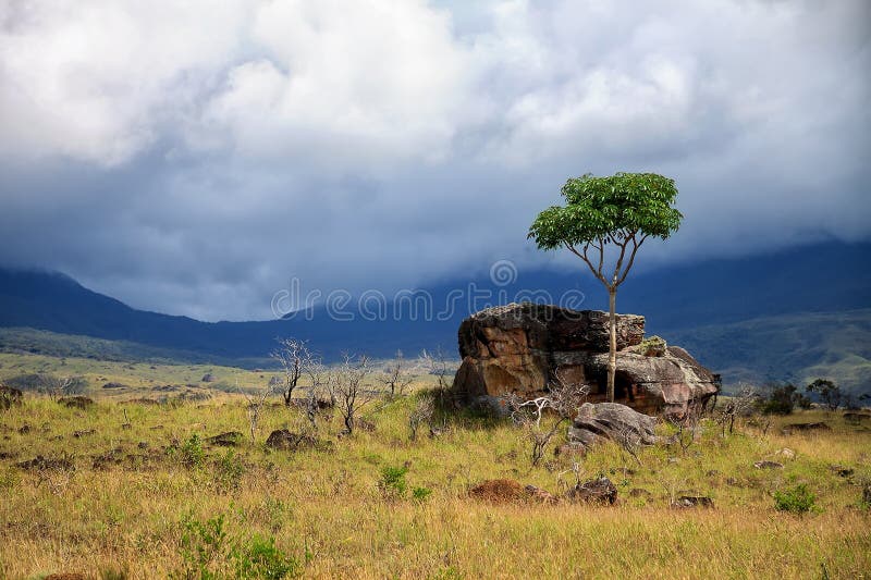 Single Green Tree and Big Rock in Savanna Covered with Yellow Gr Stock ...