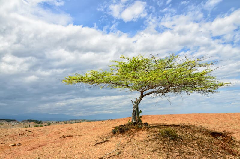 Single Green Tree in Desert Under Bright Cloudy Sky Stock Image - Image ...
