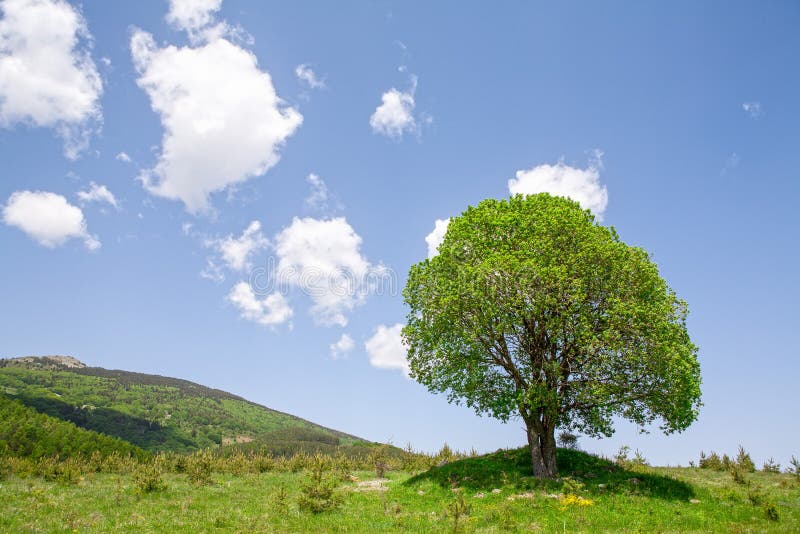 Single Green Tree on a Field Stock Photo - Image of lush, background ...