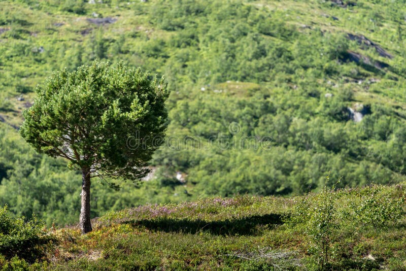 Single Green Tree in the Forest Stock Photo - Image of green, greenery ...
