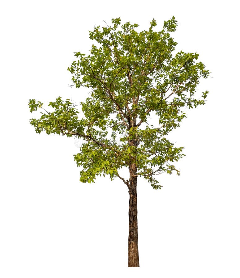 Green Tree Isolated on White Background with Clipping Path and Alpha ...