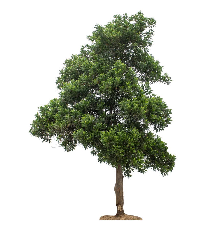 Single Green Tree Isolated on White Background with Clipping Path and ...