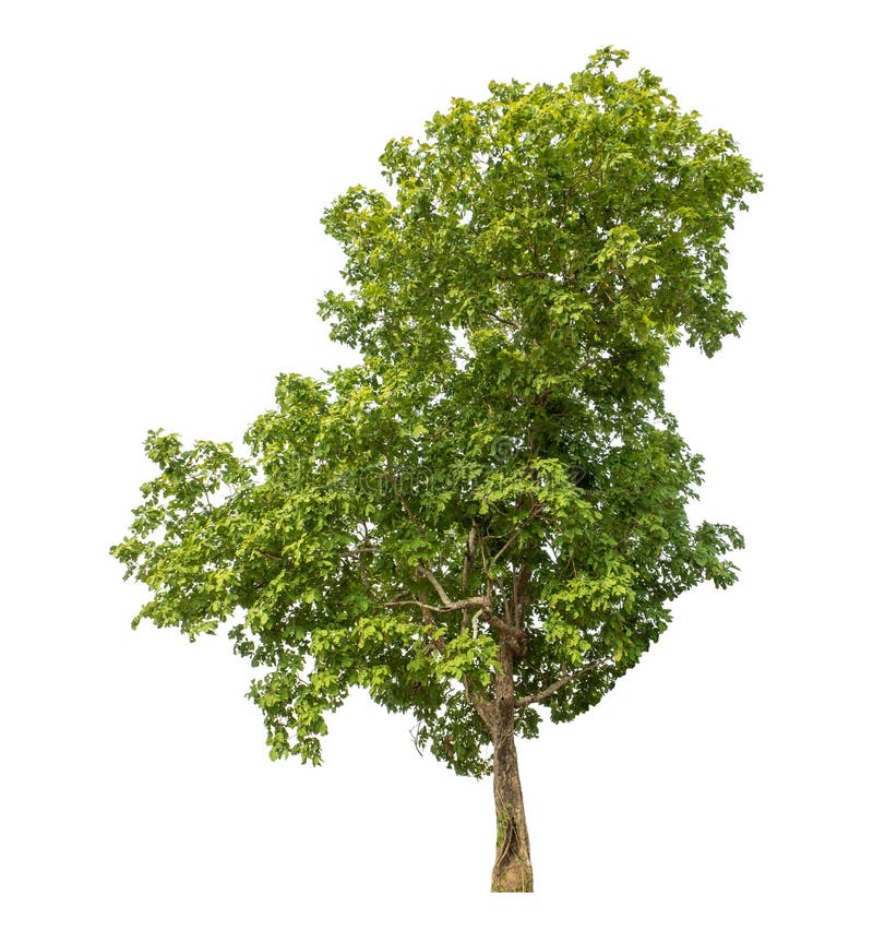 Single Green Tree Isolated on White Background with Clipping Path and ...