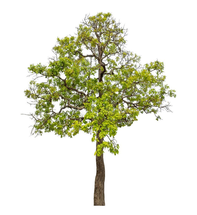 Single Green Tree Isolated on White Background with Clipping Path and ...