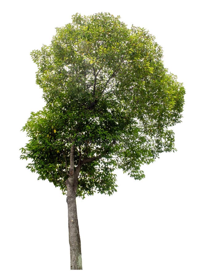 Single Green Tree Isolated on White Background with Clipping Path and ...