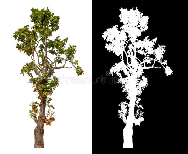 Single Green Tree Isolated on White Background with Clipping Path and ...
