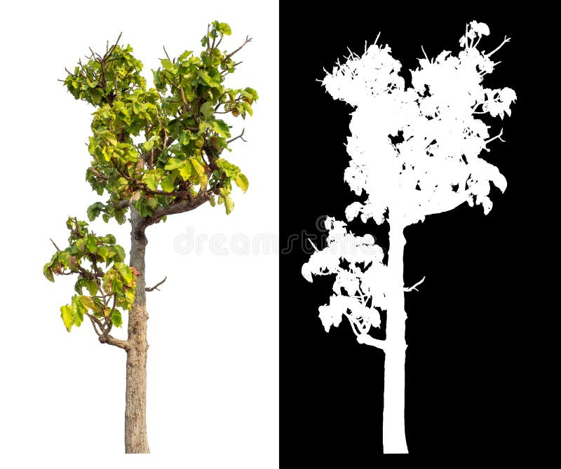 Single Green Tree Isolated on White Background with Clipping Path and ...