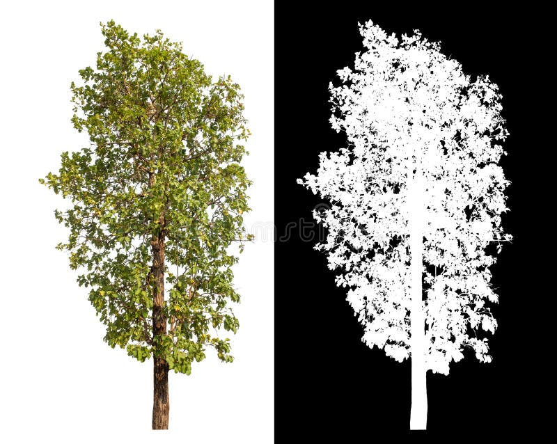 Single Green Tree Isolated on White Background with Clipping Path and ...