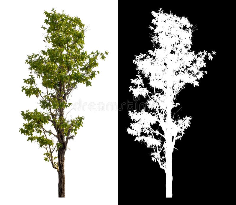 Single Green Tree Isolated on White Background with Clipping Path and ...