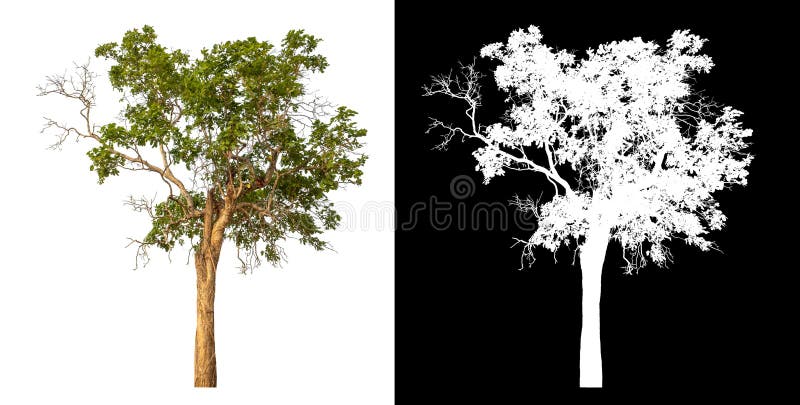 Single Green Tree Isolated on White Background with Clipping Path and ...