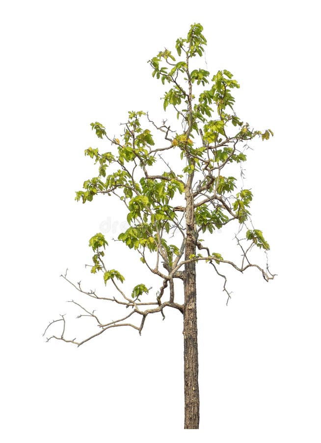 Single Green Tree Isolated on White Background with Clipping Path and ...
