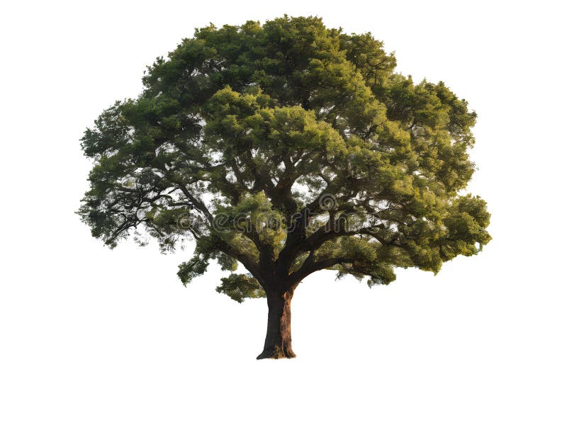 A Single Green Tree with Leaves and Branches Stands Isolated on a White ...