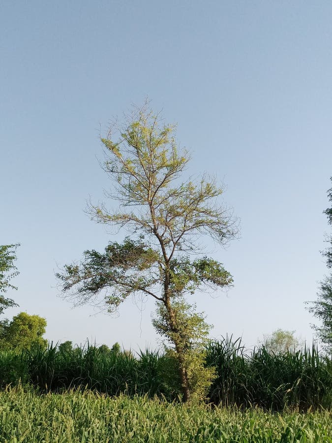 Single green tree. stock image. Image of leaf, meadow - 193512325