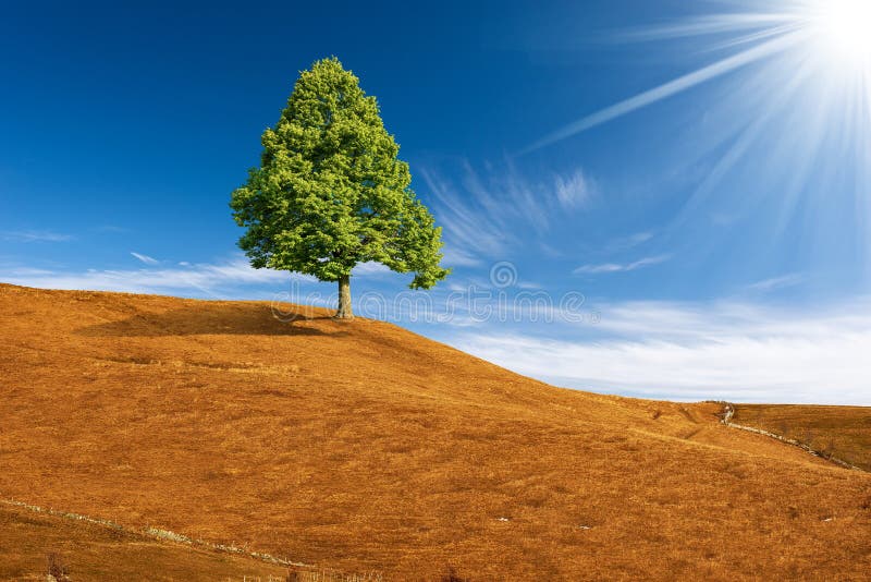 Single Green Tree on Top of a Hill with Brown Meadows Stock Image ...