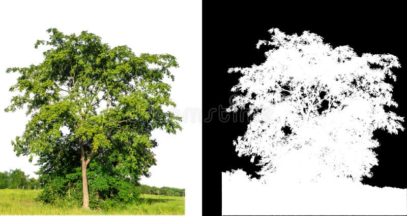 Single Green Tree Isolated on White Background with Clipping Path and ...