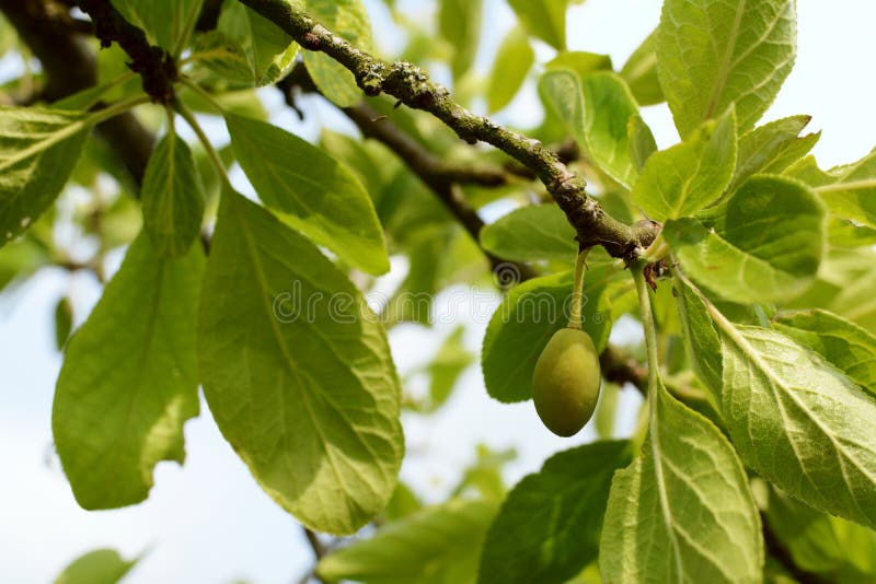 Single Green Unripe Plum on the Tree Stock Photo - Image of space ...