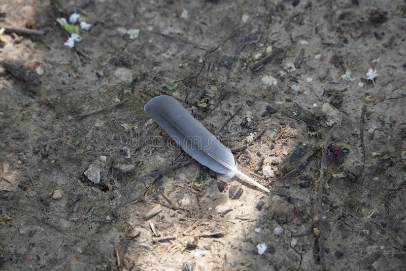 Grey Feather on the Ground stock photo. Image of alive - 157430086