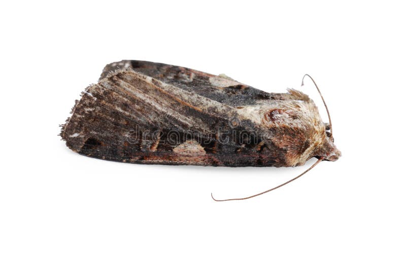 Single Grey Cabbage Moth Isolated on White Stock Photo - Image of ...