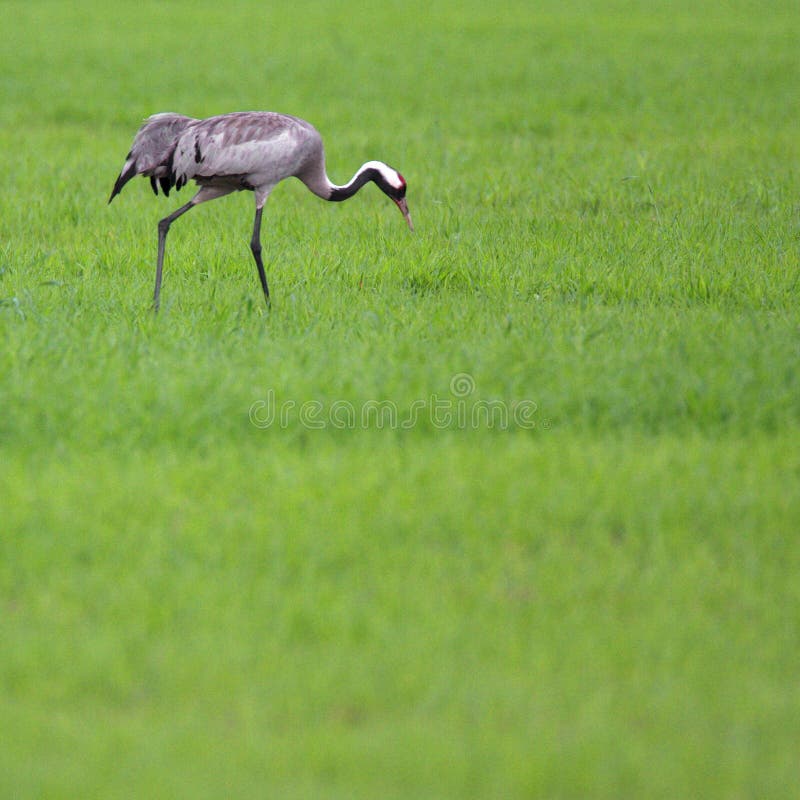 Single Grey Crane Bird on Grassy Wetlands during a Spring Nesting ...