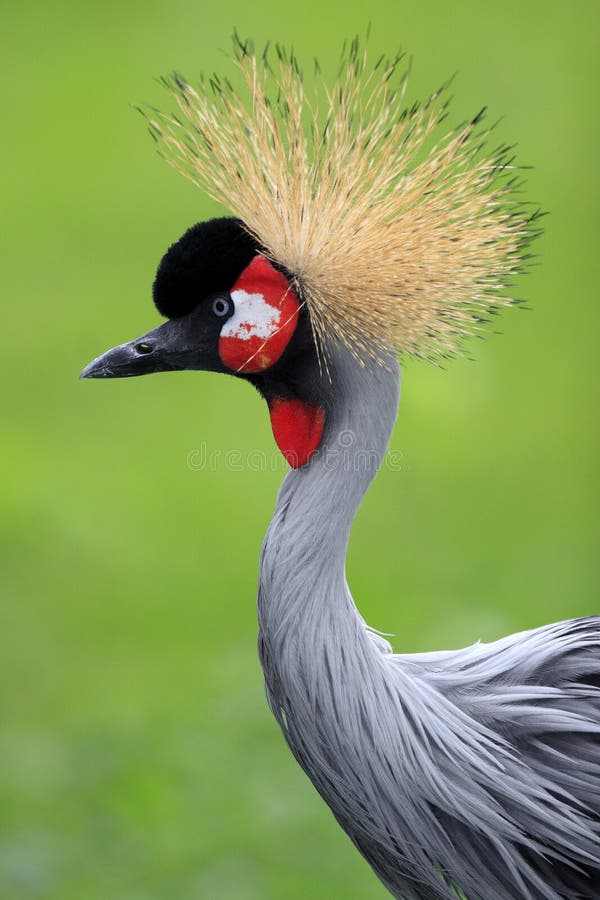 Single Grey Crowned Crane Bird in Zoological Garden Stock Image - Image ...
