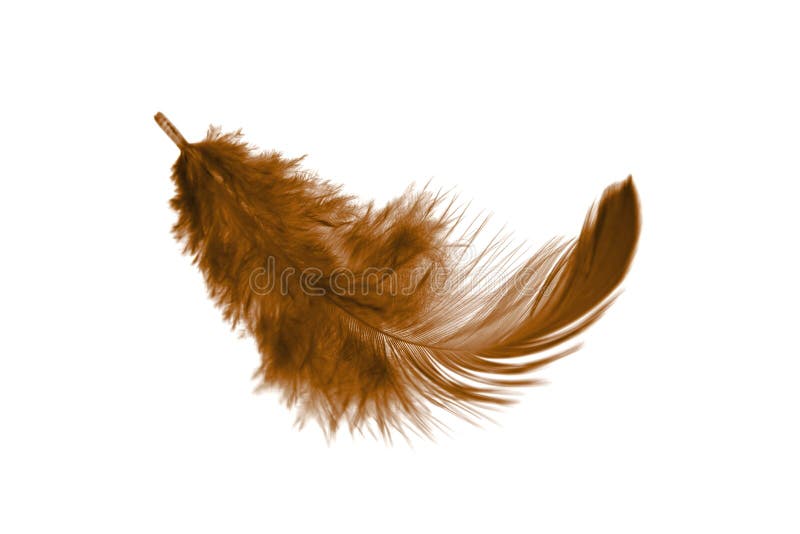 Single Red Feather Bird Isolated on White Background Stock Photo ...