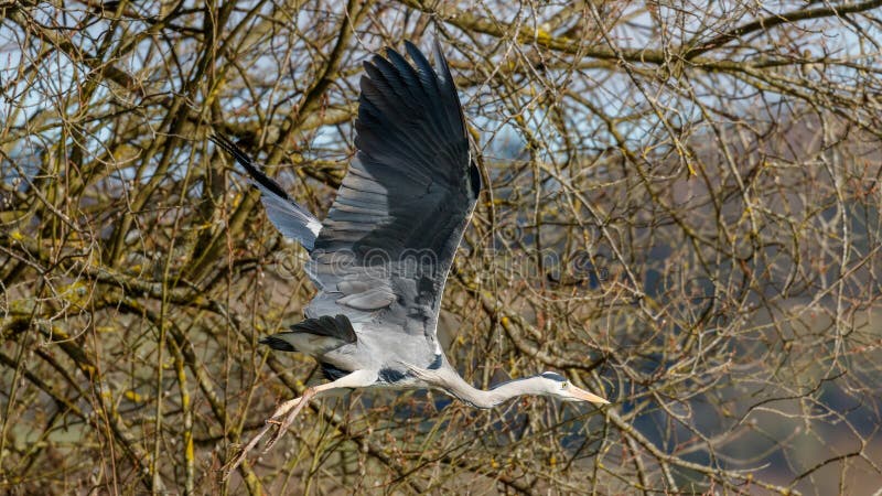 A Single Grey Heron in Flight Stock Image - Image of common, great ...