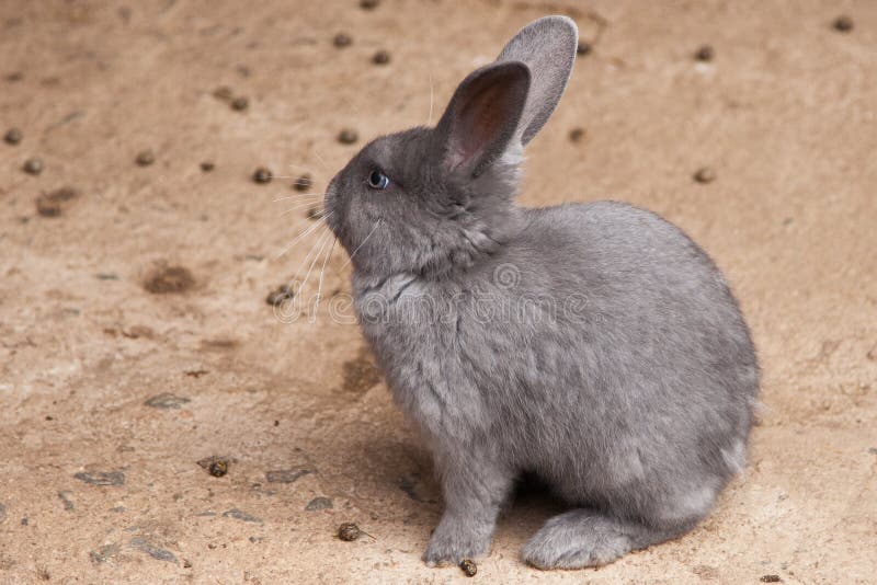 A single grey rabbit stock image. Image of hair, farming - 31602763