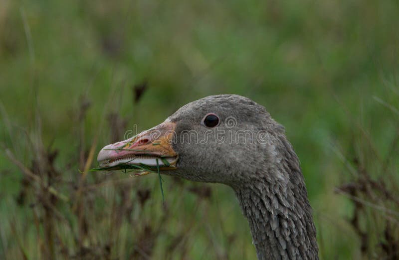 A Single Greylag Goose Facing the Camera Stock Image - Image of answer ...