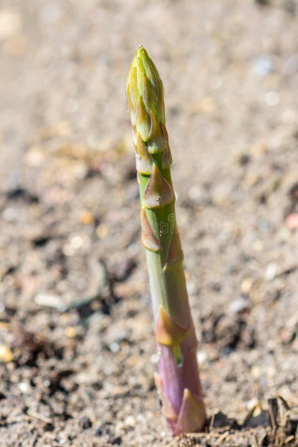 Single Growing Asparagus Tip Stock Photo - Image of growing, harvest ...