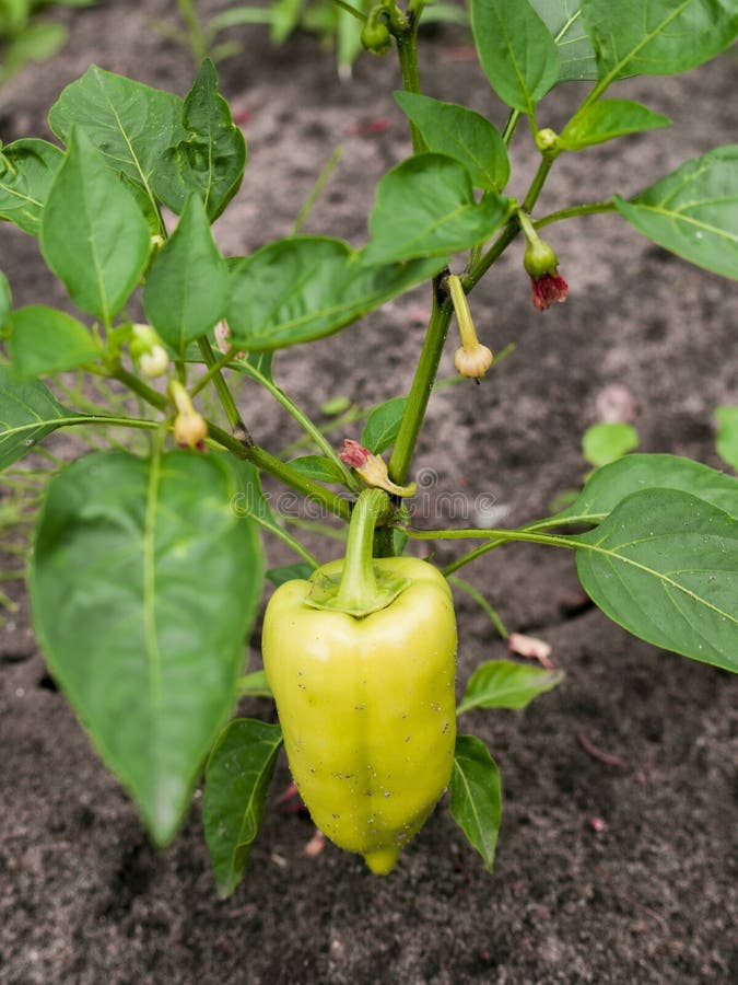 Single Growing Green Pepper Stock Image - Image of agriculture, growing ...