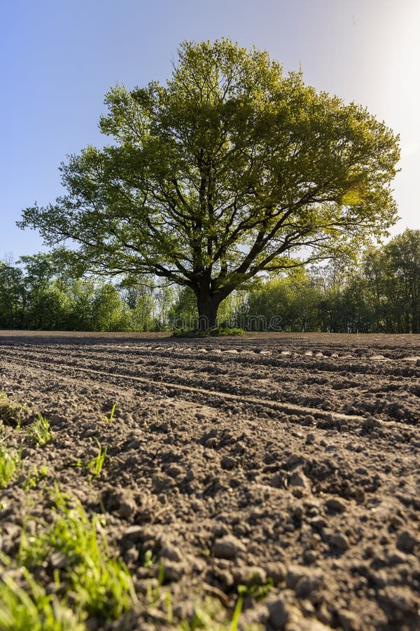 A Single Growing Oak Tree in an Agricultural Field Stock Photo - Image ...