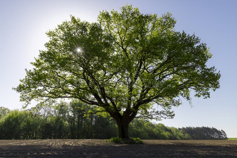 A Single Growing Oak Tree in an Agricultural Field Stock Photo - Image ...