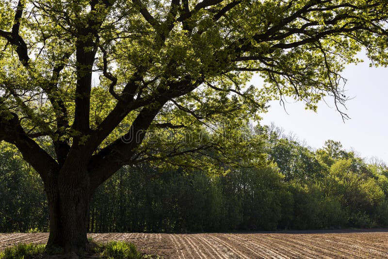 A Single Growing Oak Tree in an Agricultural Field Stock Photo - Image ...