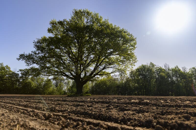 7,337 Big Single Tree Field Stock Photos - Free & Royalty-Free Stock ...