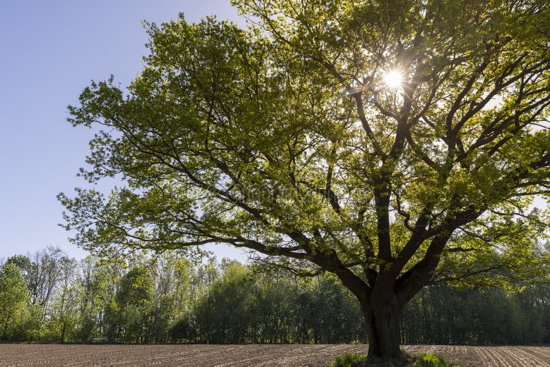 A Single Growing Oak Tree in an Agricultural Field Stock Photo - Image ...