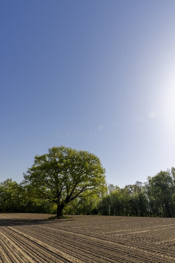 A Single Growing Oak Tree in an Agricultural Field Stock Photo - Image ...