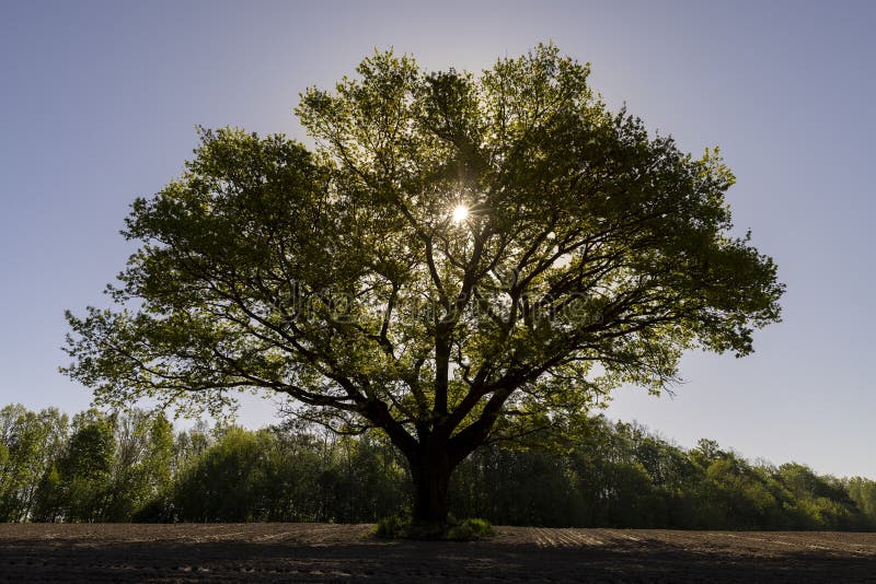 A Single Growing Oak Tree in an Agricultural Field Stock Photo - Image ...