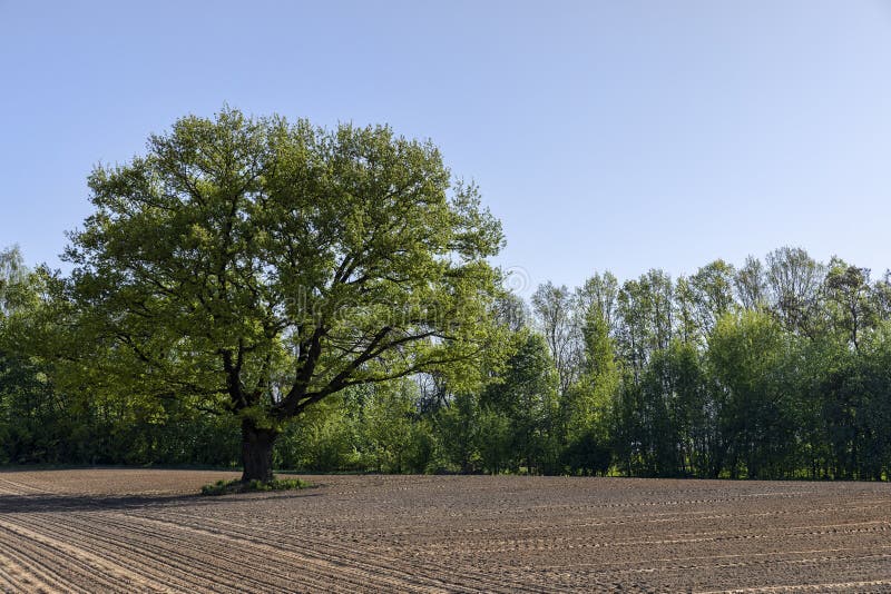 A Single Growing Oak Tree in an Agricultural Field Stock Image - Image ...