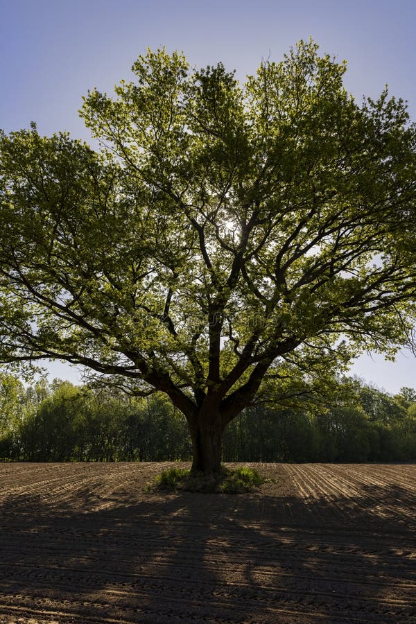 A Single Growing Oak Tree in an Agricultural Field Stock Image - Image ...