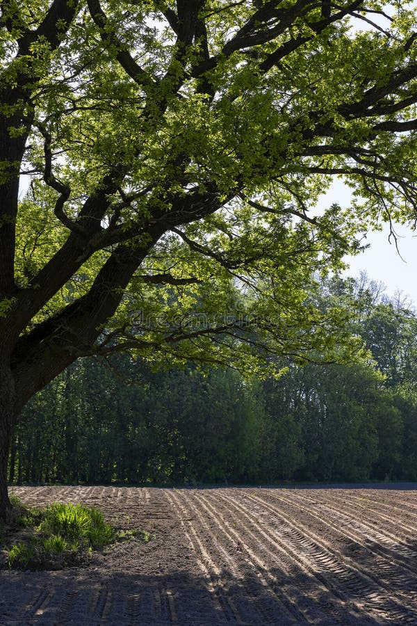 A Single Growing Oak Tree in an Agricultural Field Stock Image - Image ...