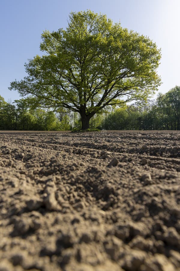 A Single Growing Oak Tree in an Agricultural Field Stock Image - Image ...