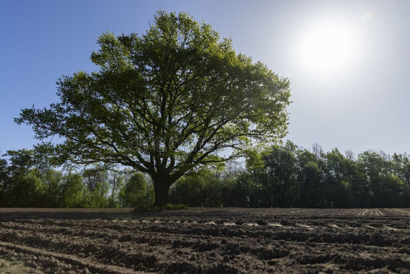A Single Growing Oak Tree in an Agricultural Field Stock Photo - Image ...