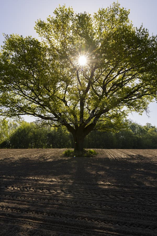 A Single Growing Oak Tree in an Agricultural Field Stock Photo - Image ...