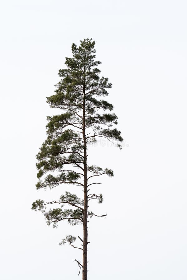 Single pine tree stock image. Image of lonely, alone - 40377555