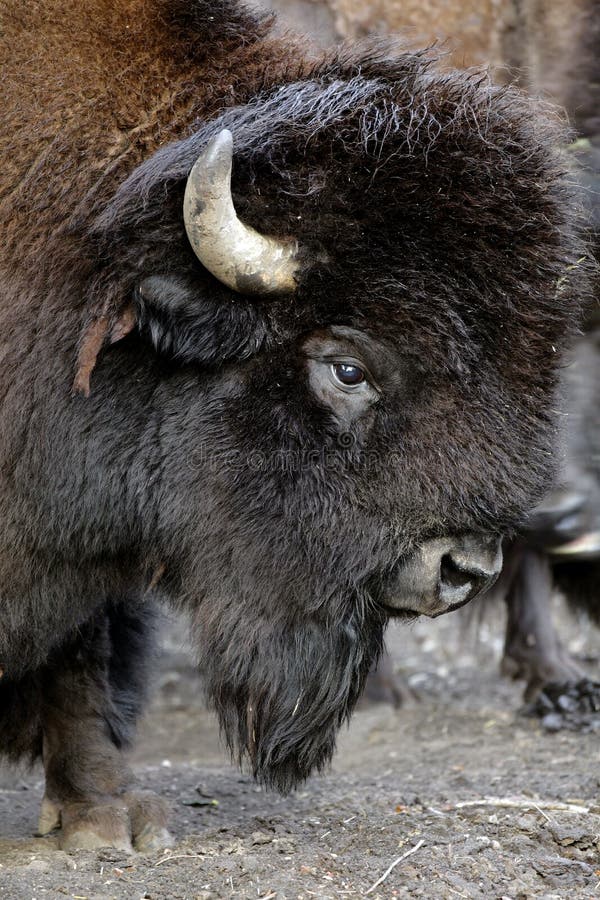 Single Grown Male Bison in Zoological Garden Stock Image - Image of ...