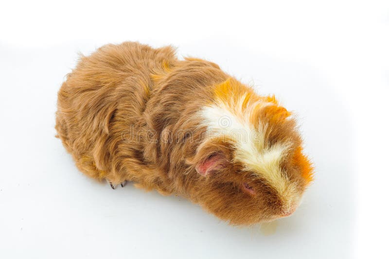 Merino Guinea Pig Stock Photos - Free & Royalty-Free Stock Photos from ...